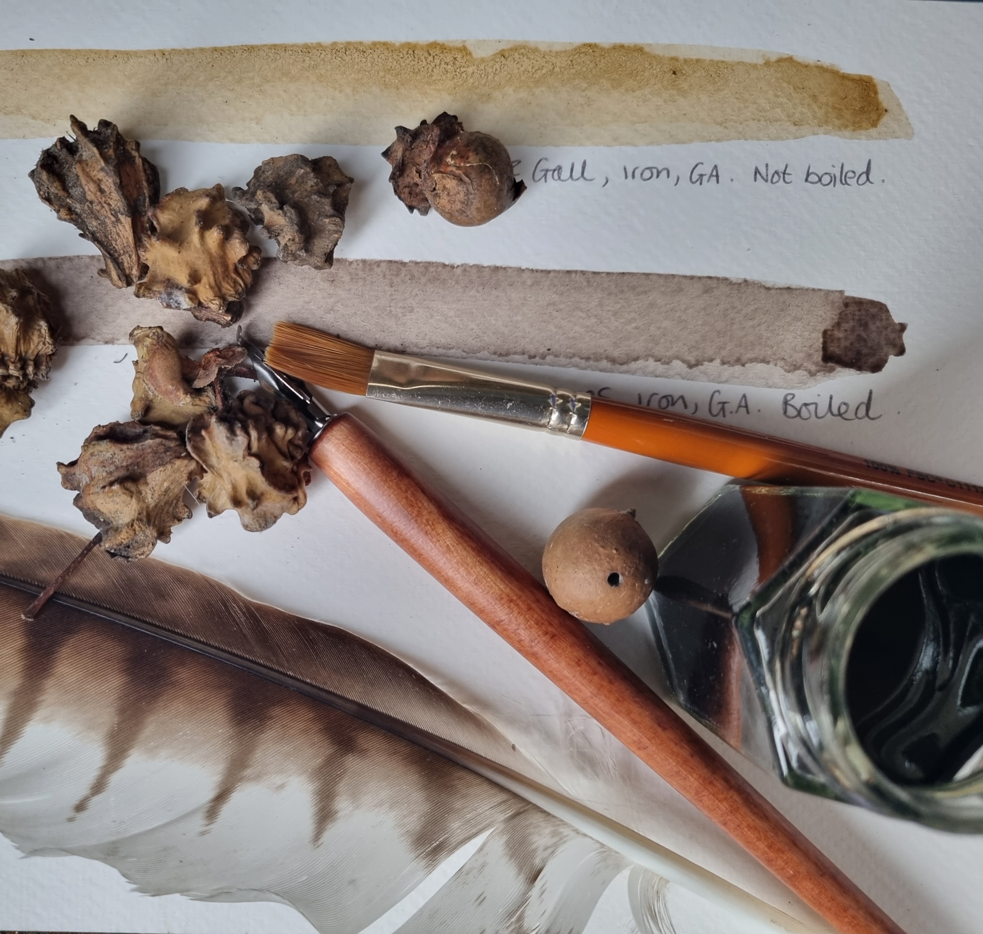 Inspired by Nature - Natural Ink Making with Oak Galls | What's On Reading