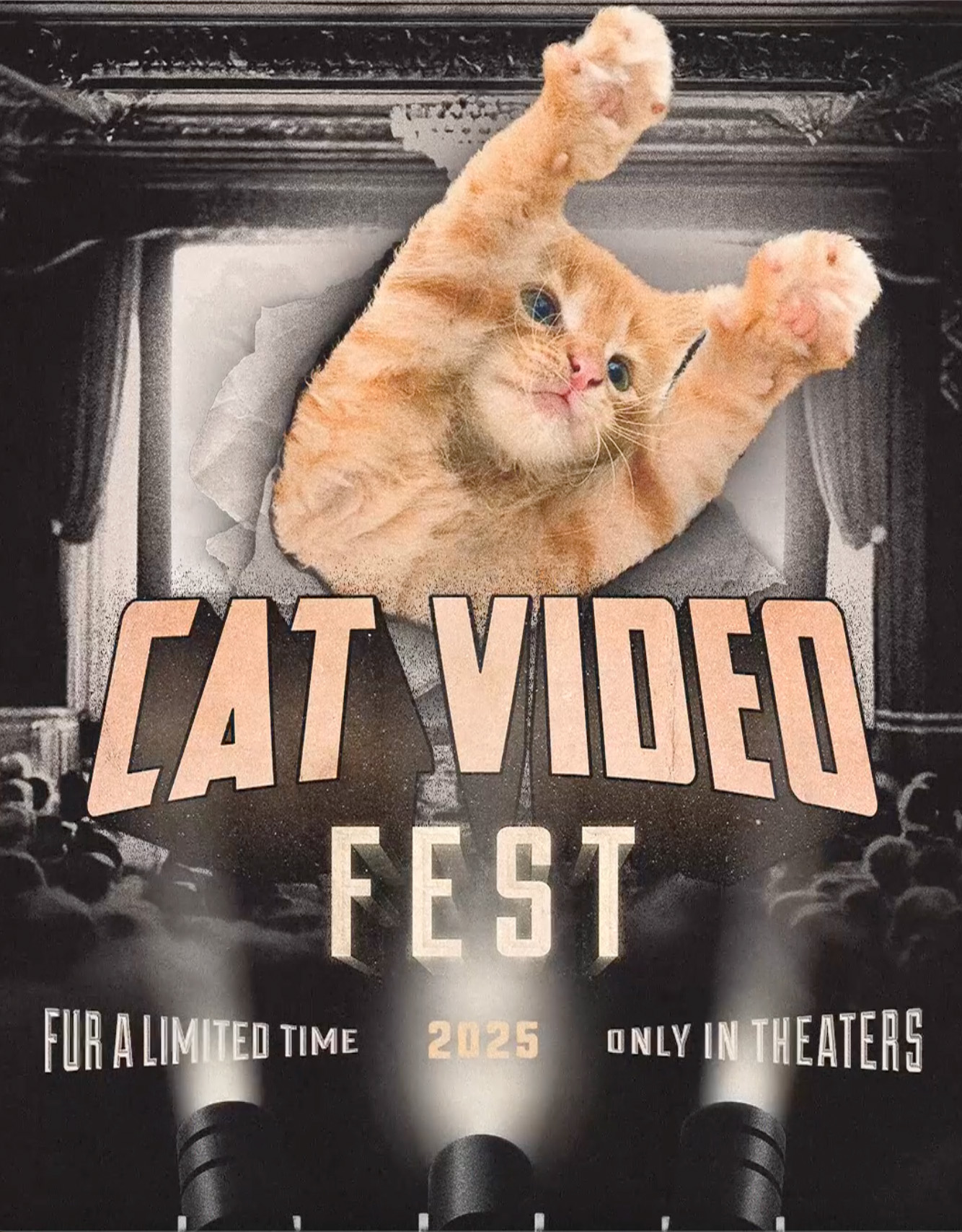 CAT VIDEO FEST 2025 | What's On Reading