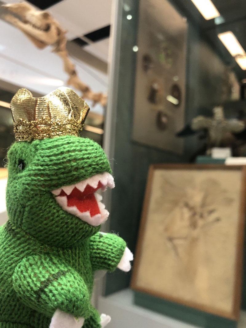 Dino Day at the Cole Museum of Zoology! | What's On Reading