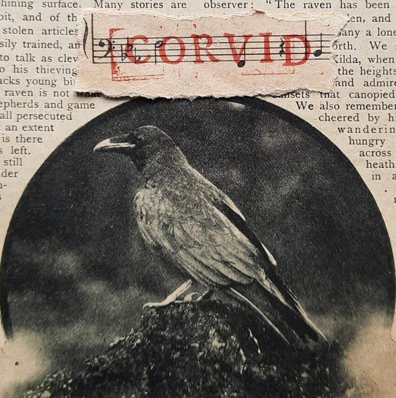 Corvid | What's On Reading