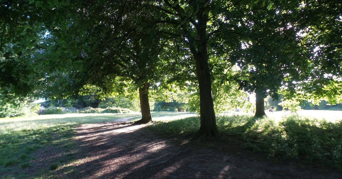 Tall Trees and Village Gems: Old Tilehurst guided tree trail | What's ...