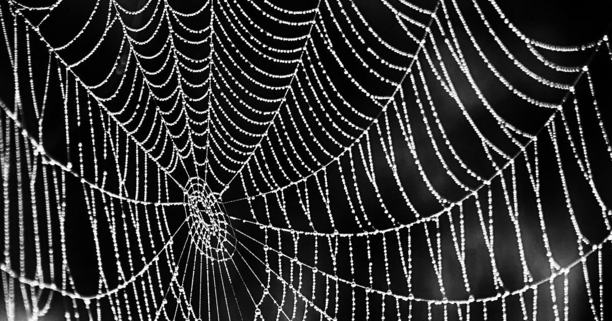 Family Digi-Workshop: EcoCode - Spider Silk | What's On Reading